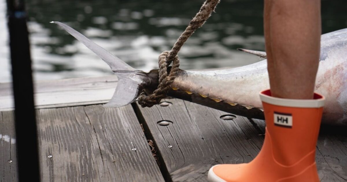 Nantucket Current | Photo Gallery: The 13th Bluefin Blast Tuna…