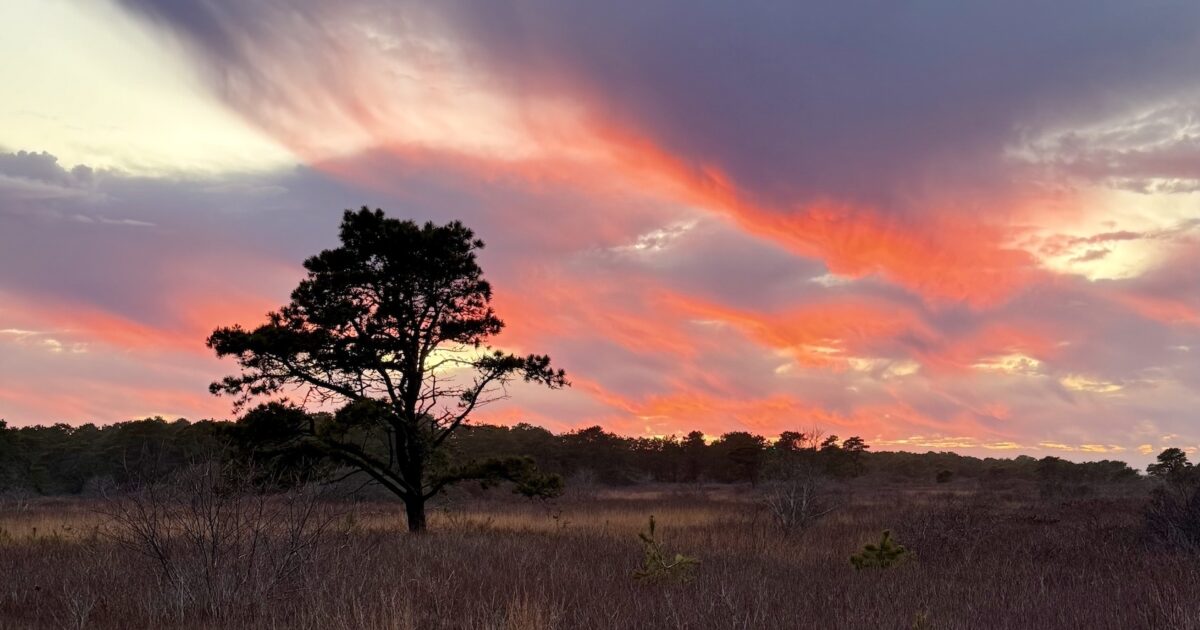Nantucket Current | Current Nature: Overwintering Strategies