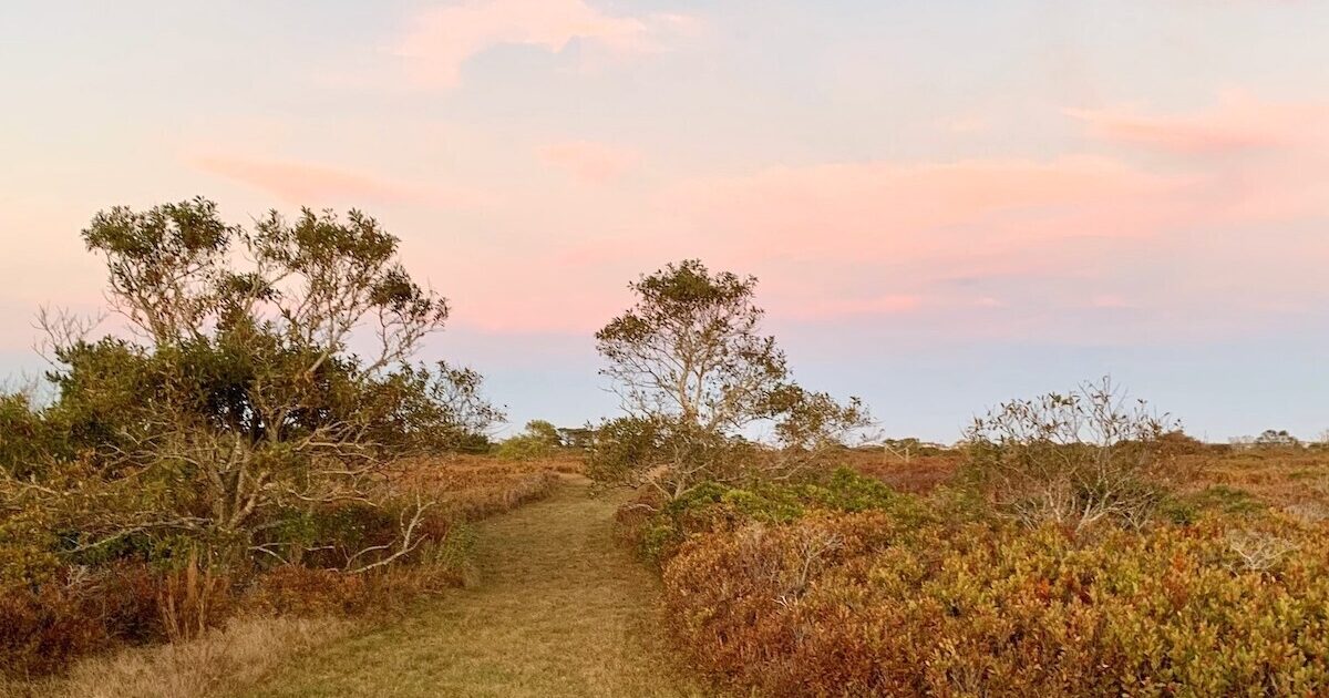 Nantucket Current | Current Nature: A Bounty Of Color