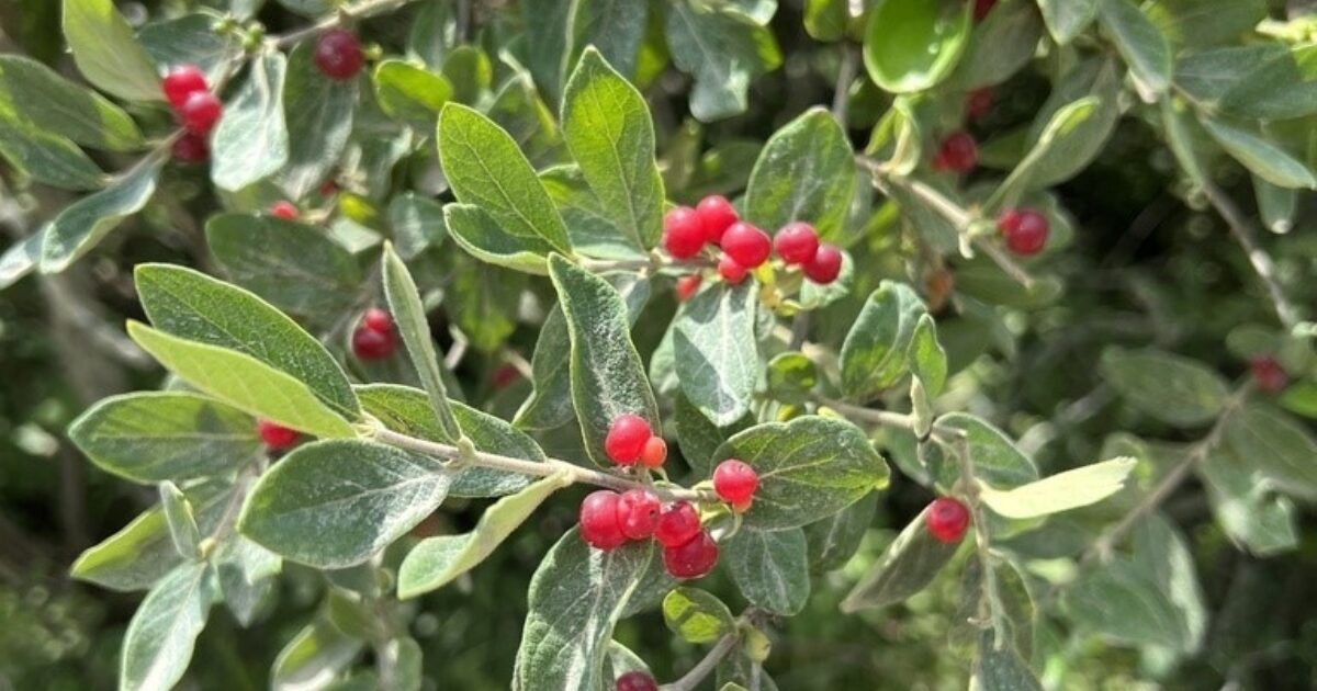 Nantucket Current | Current Nature: Spring's False Start