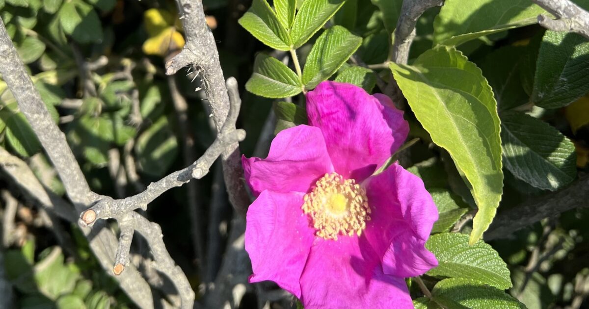 Nantucket Current | Current Nature: Smell The Roses