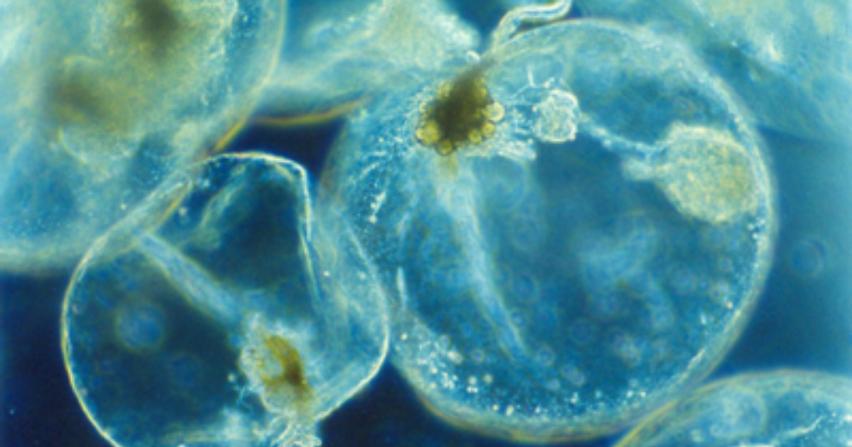 Nantucket Current | Current Nature: Nature’s Nightlights