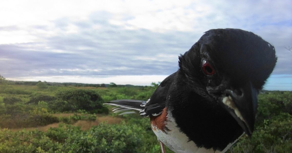 Nantucket Current | Current Nature: Be A Bird Buddy!