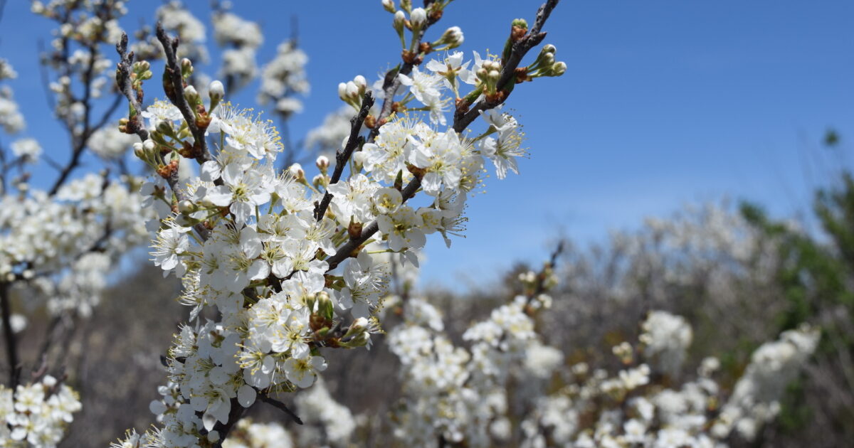 Nantucket Current | Current Nature: Phenology Fun