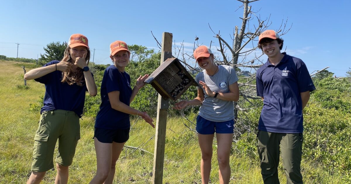 Nantucket Current | Current Nature: Bee Hotels to Keep Your…