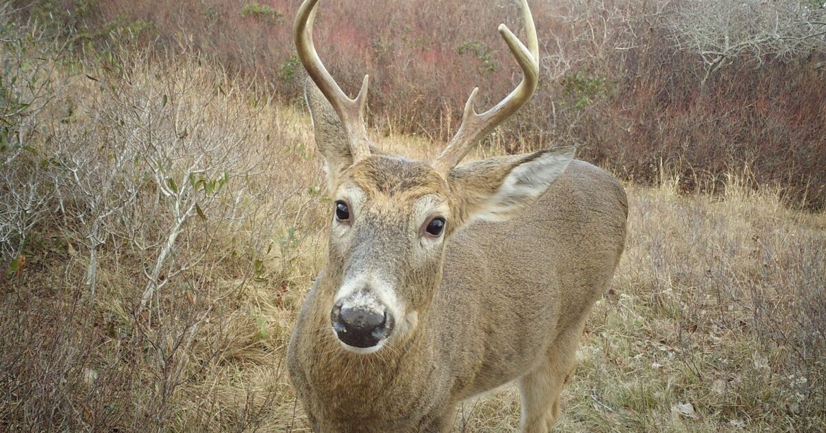 Nantucket Current | Current Nature: Solstice Surprises