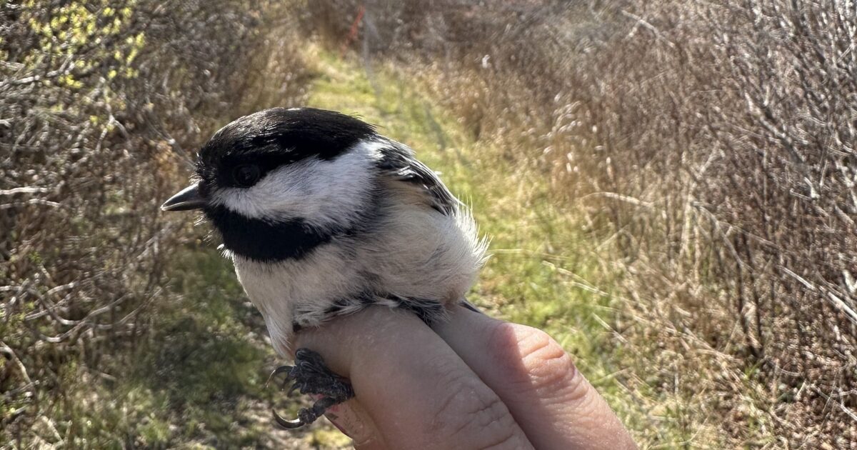 Nantucket Current | Current Nature: The Magic of Bird Migration