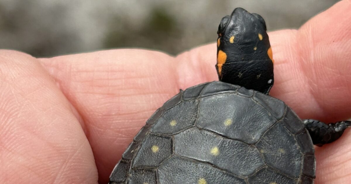Nantucket Current | Current Nature: Turtle Spotting