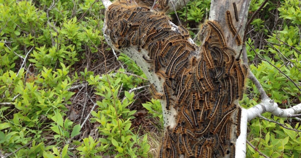 Nantucket Current | Current Nature: Appreciating Tent Caterpillars