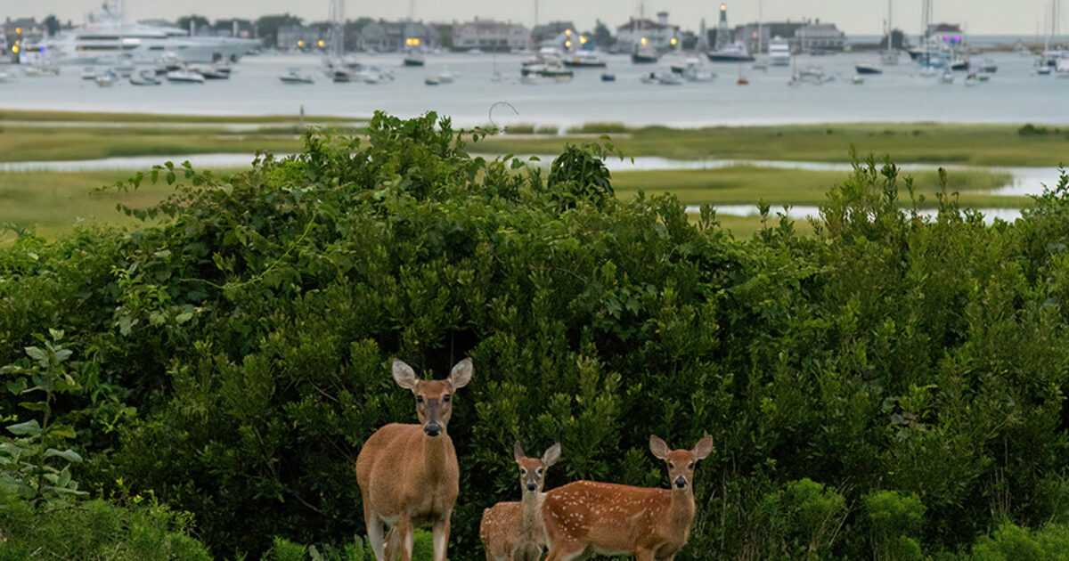 Nantucket Current | Can Nantucket Really Hunt Enough Deer To Help…