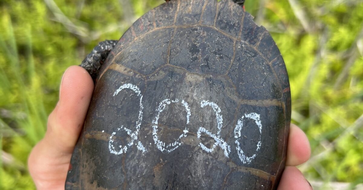 Nantucket Current | Current Nature: Turtles And Conserving The Common