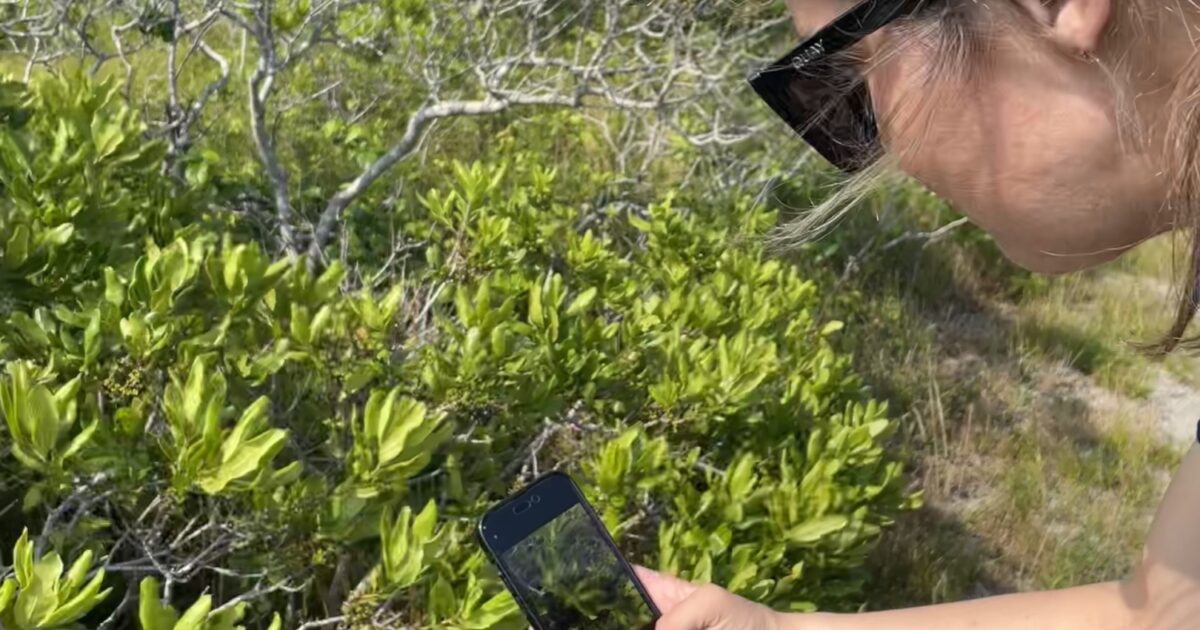 Nantucket Current | Current Nature: Join The BioBlitz Challenge