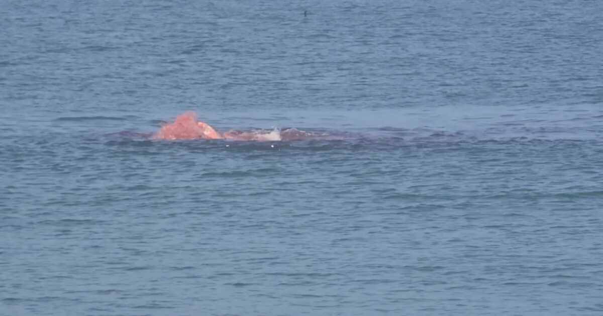 Nantucket Current | Shark Recorded Feasting On A Seal Off Great Point