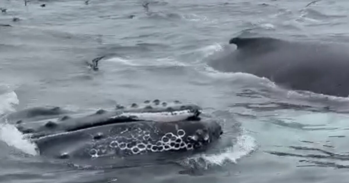 Nantucket Current | WATCH: Whales Make Close Approach To Nantucket…