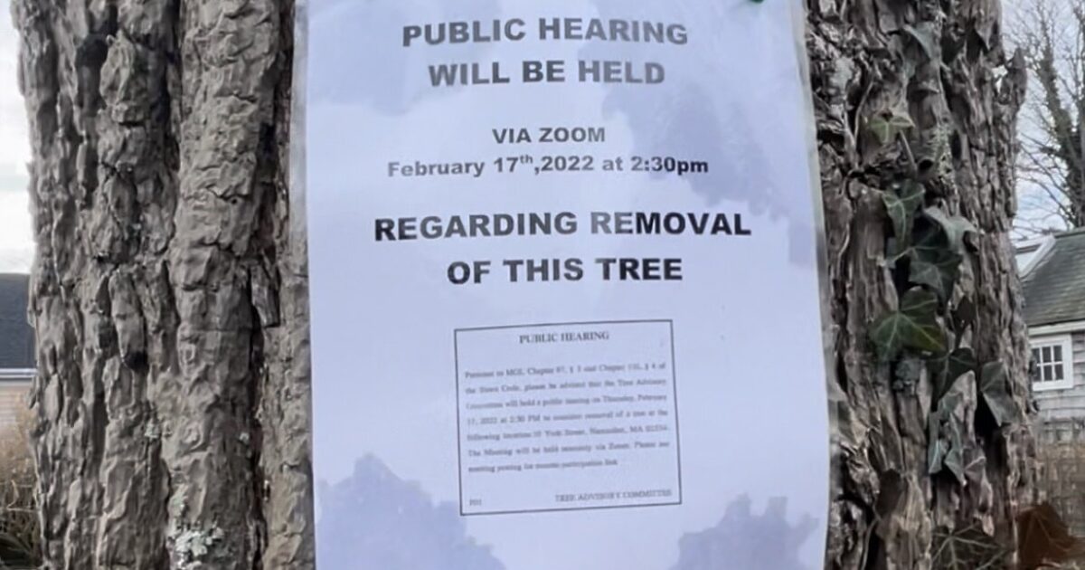 Nantucket Current | Dispute Over Tree Removal Heads To Select Board…