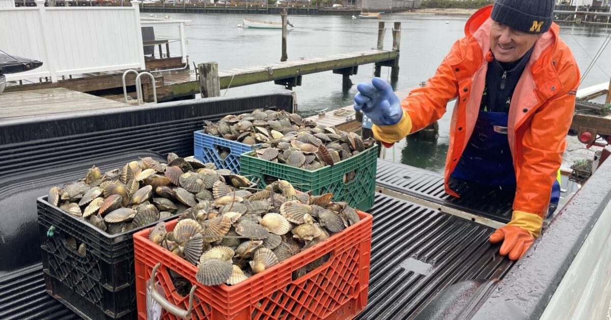 Nantucket Current | Commercial Scalloping Season Opens With Some…