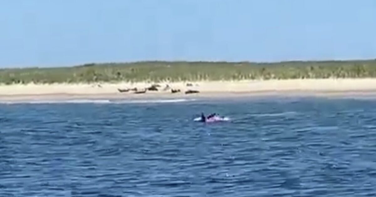 Nantucket Current | WATCH: Great White Shark Preys On Seal Off Great…