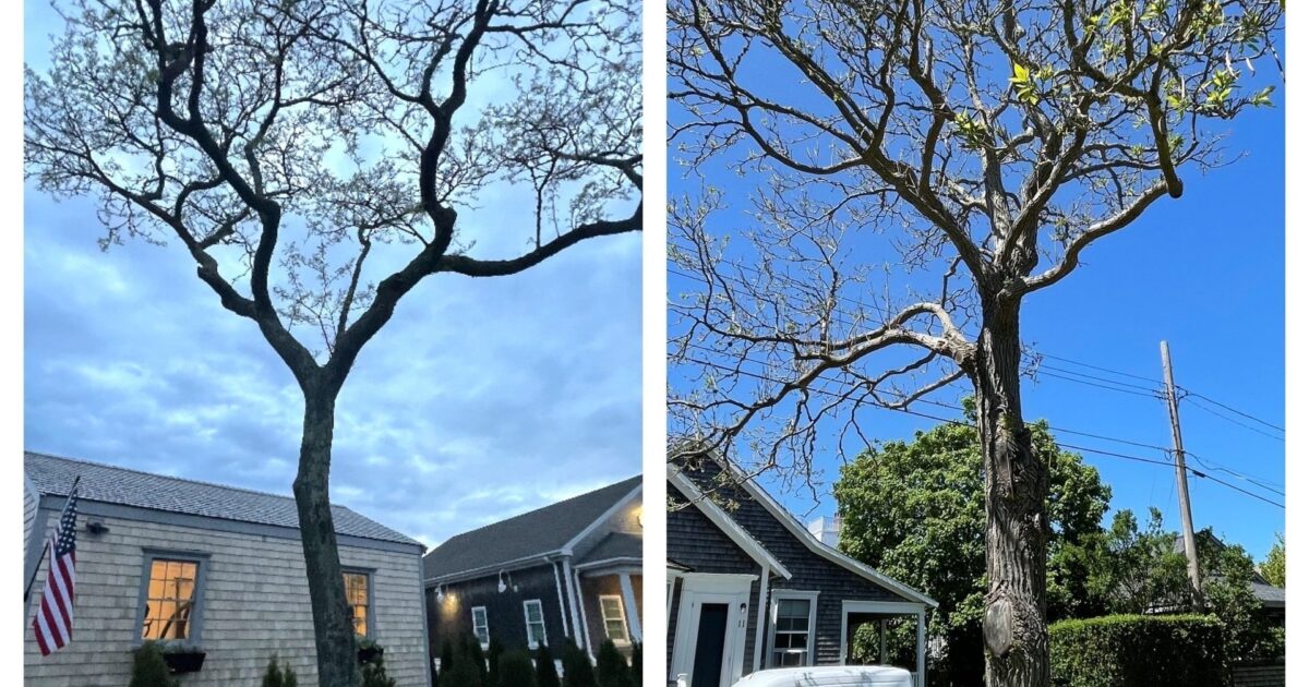 Nantucket Current | Select Board Sides With Tree Warden To Prohibit…