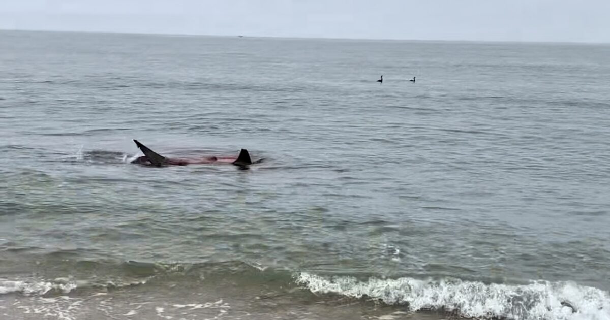 Nantucket Current | WATCH: Shark Predation On Seal Recorded Sunday At…