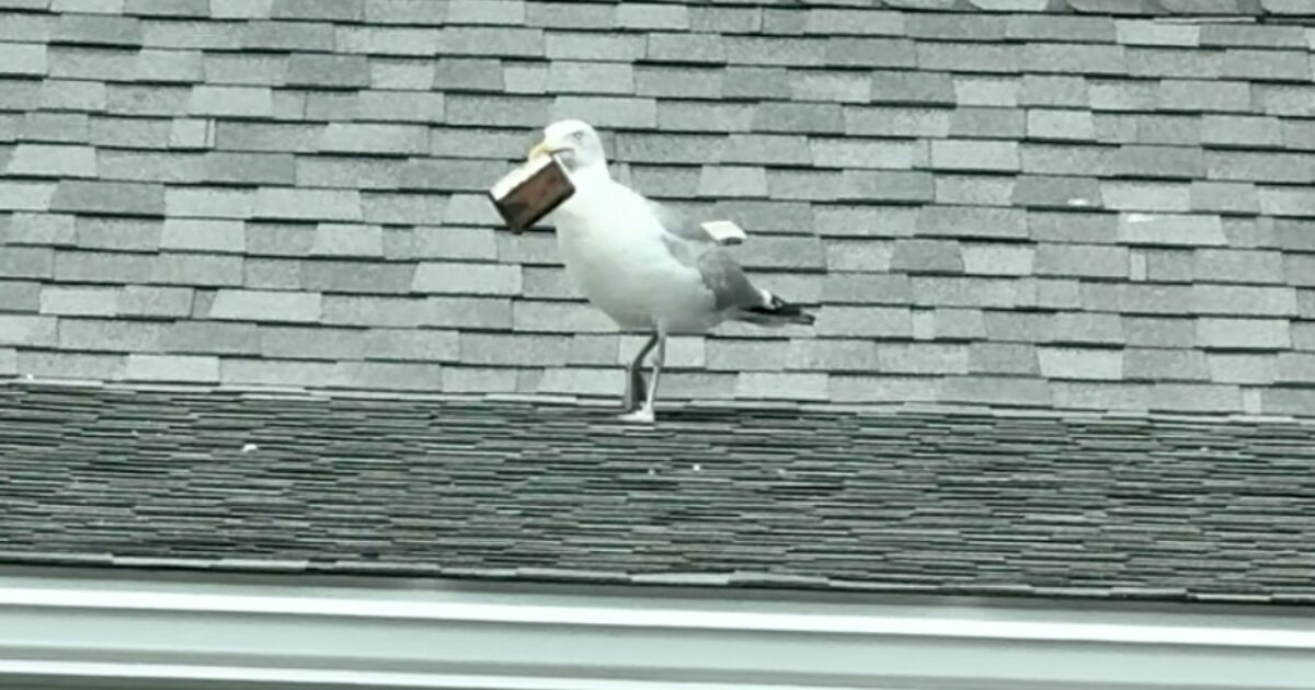 Nantucket Current | Seagull Accused Of Robbing Nantucket Airport…