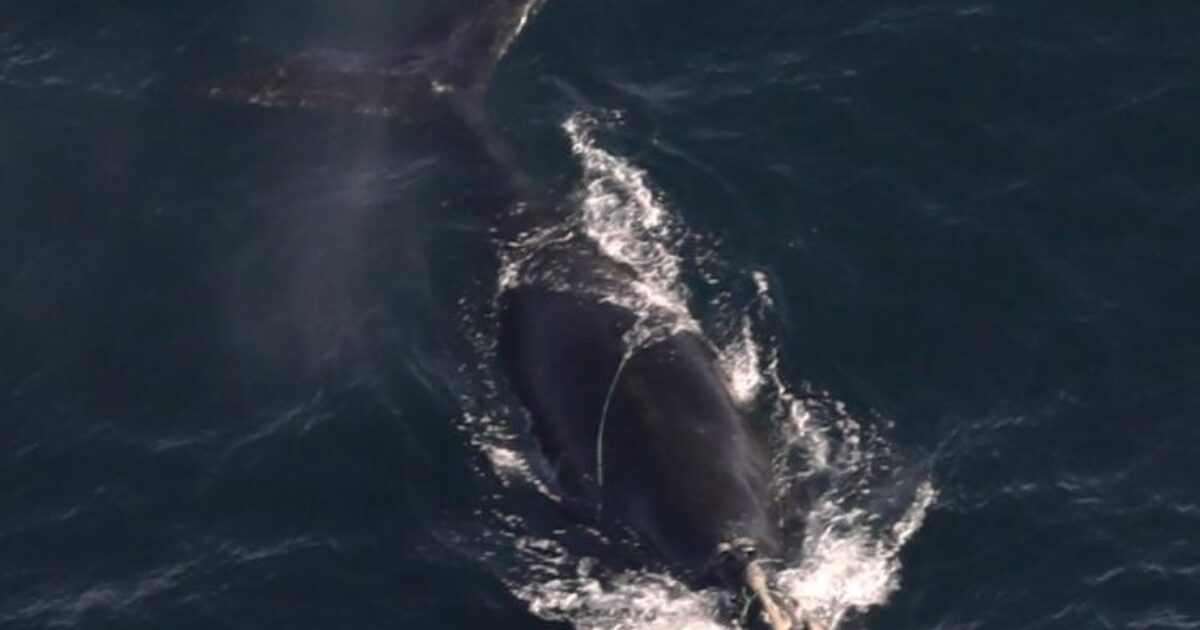 Nantucket Current | Two Endangered Right Whales Spotted Entangled…