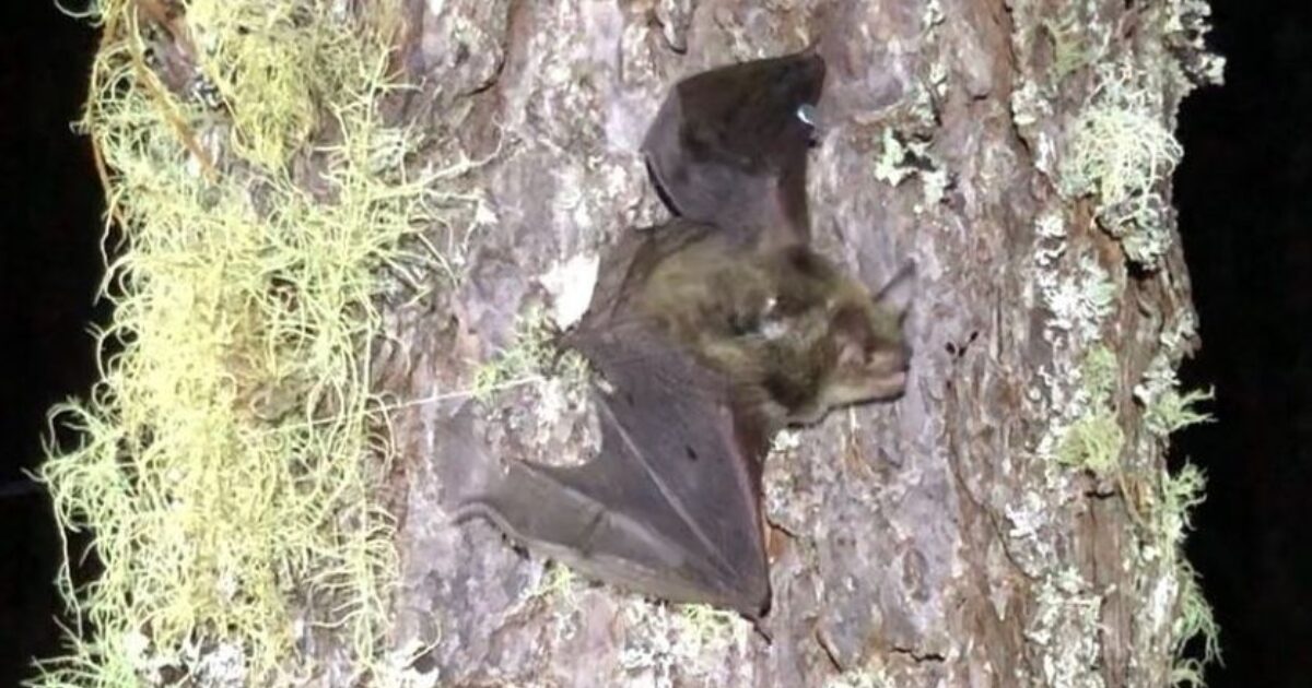 Nantucket Current | Current Nature: Complex Conservation,…