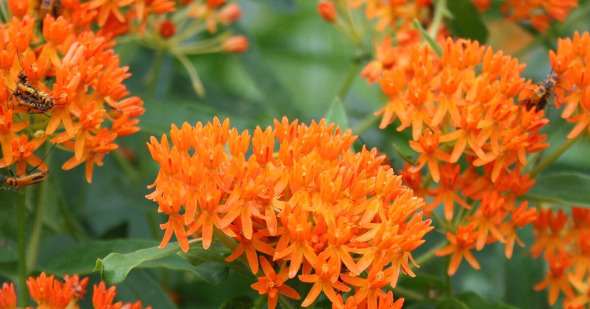 Nantucket Current | Current Nature: Nurturing Native Plants