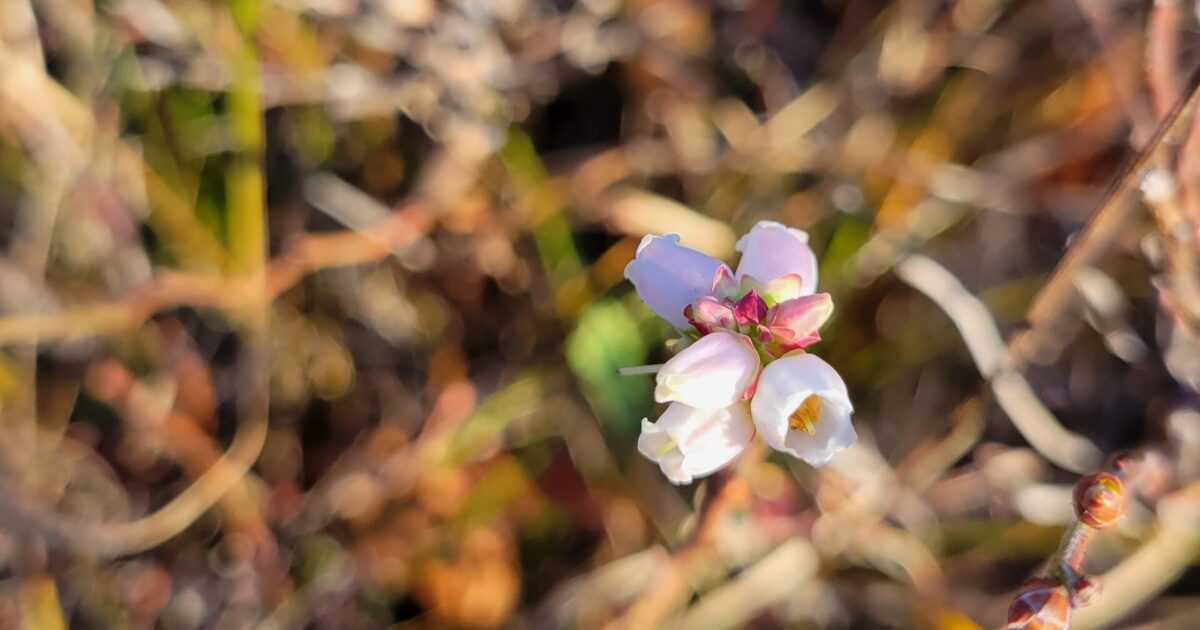 Nantucket Current | Current Nature: Why Your Garden Is Back In Bloom