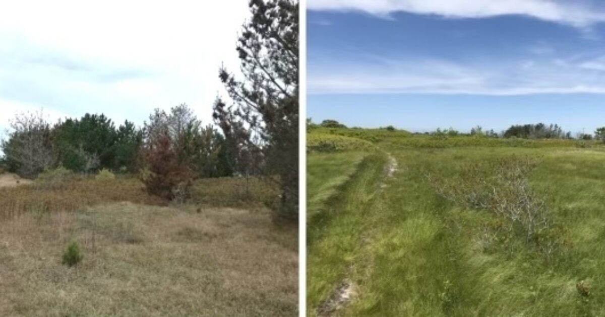 Nantucket Current | Current Nature: Visualizing Five Years Of Habitat…