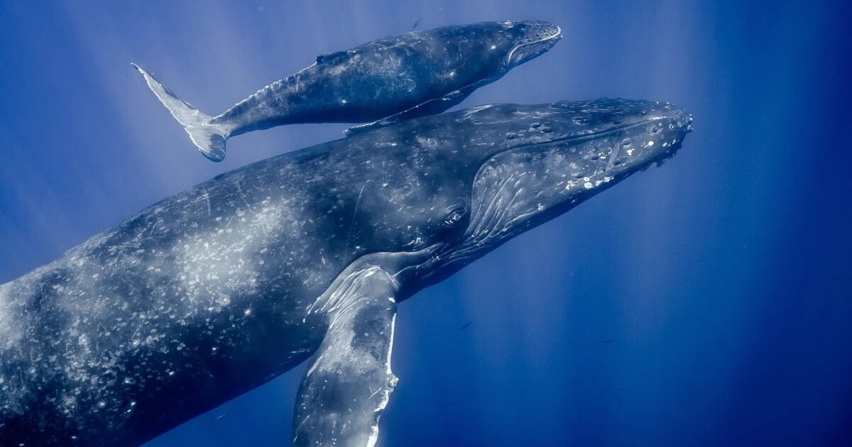 Nantucket Current | Current Nature: What Whales Can Teach Us About…