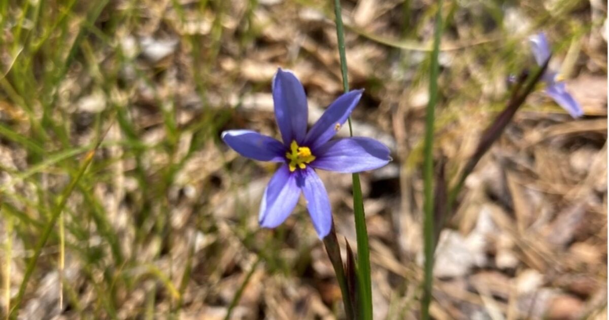 Nantucket Current | Current Nature: A Rare Beauty