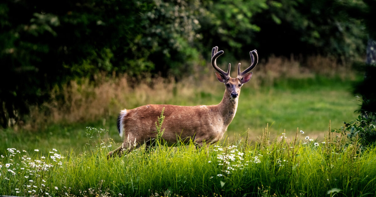 Nantucket Current | Could Expanded Deer Hunting Solve Nantucket's…