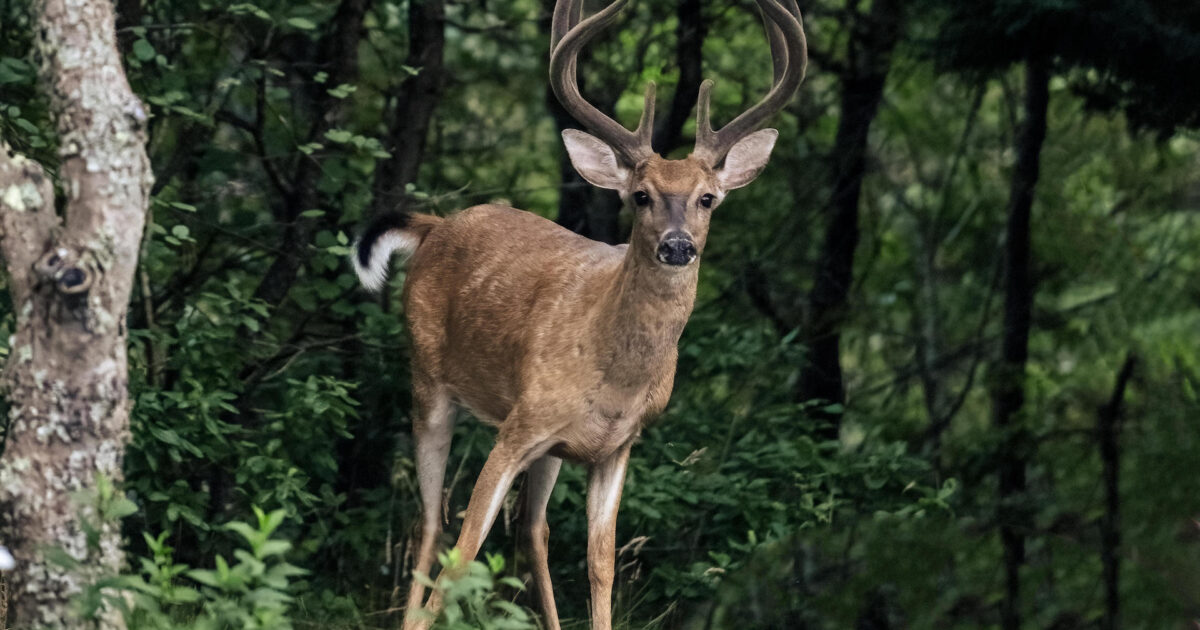 Nantucket Current | State Expands Deer Hunting Season On Nantucket