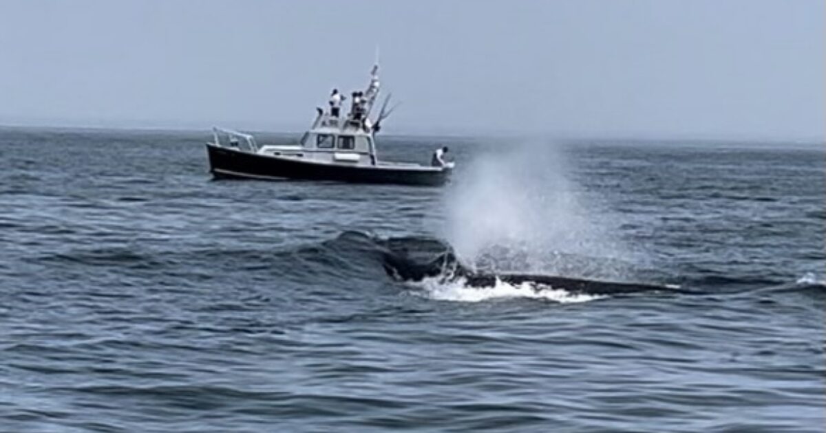 Nantucket Current | Current Waters: Striped Bass Everywhere (And…