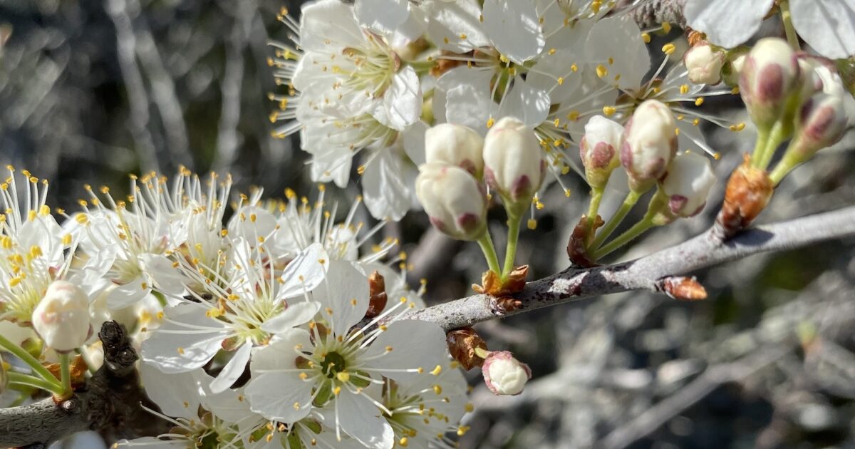 Nantucket Current | Current Nature: Walden Warming - Investigating…