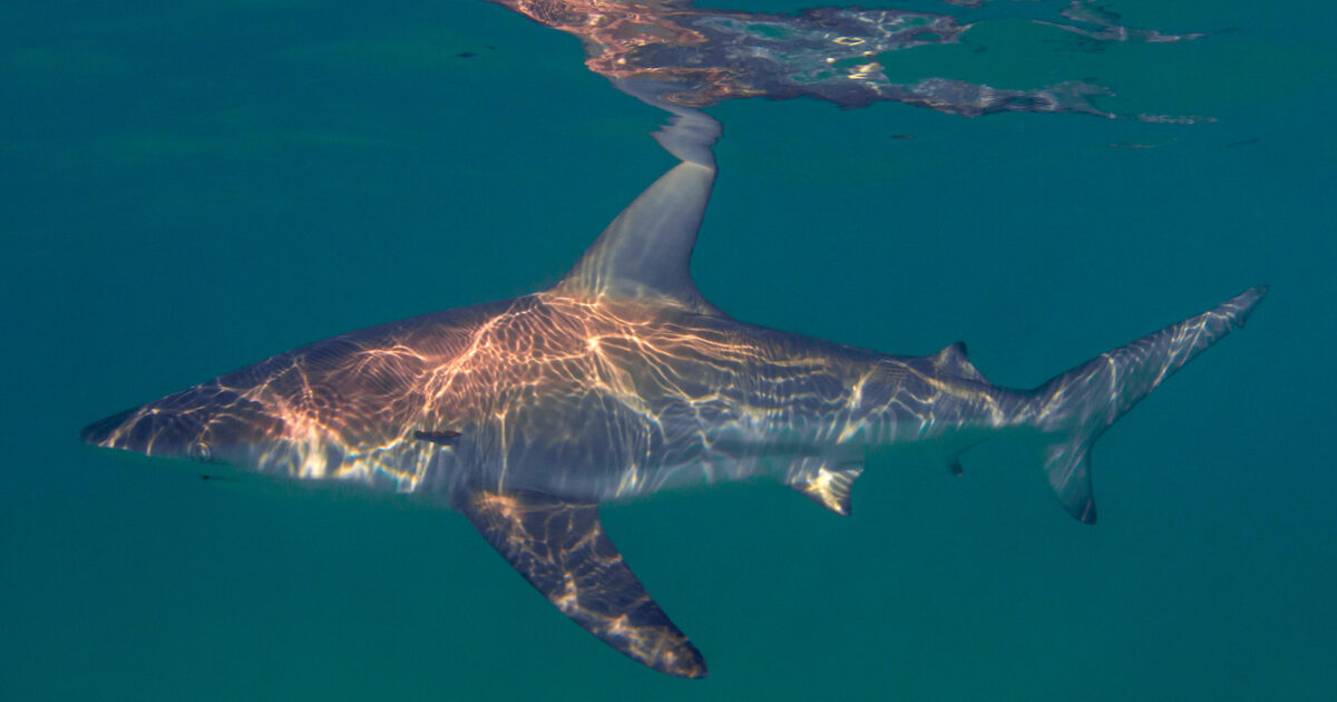 Nantucket Current | New Study Reveals Dusky Sharks Preying On Seals…