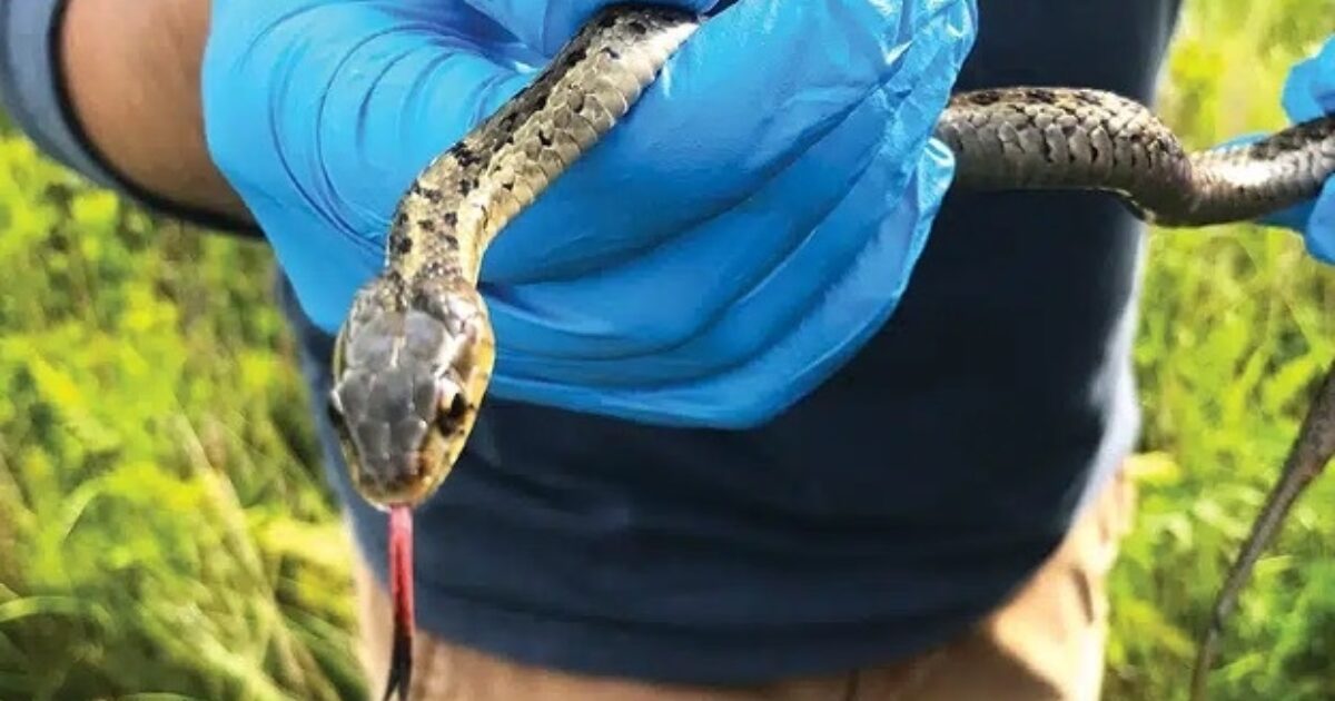 Nantucket Current | Current Nature: Exploring Nantucket's Snakes