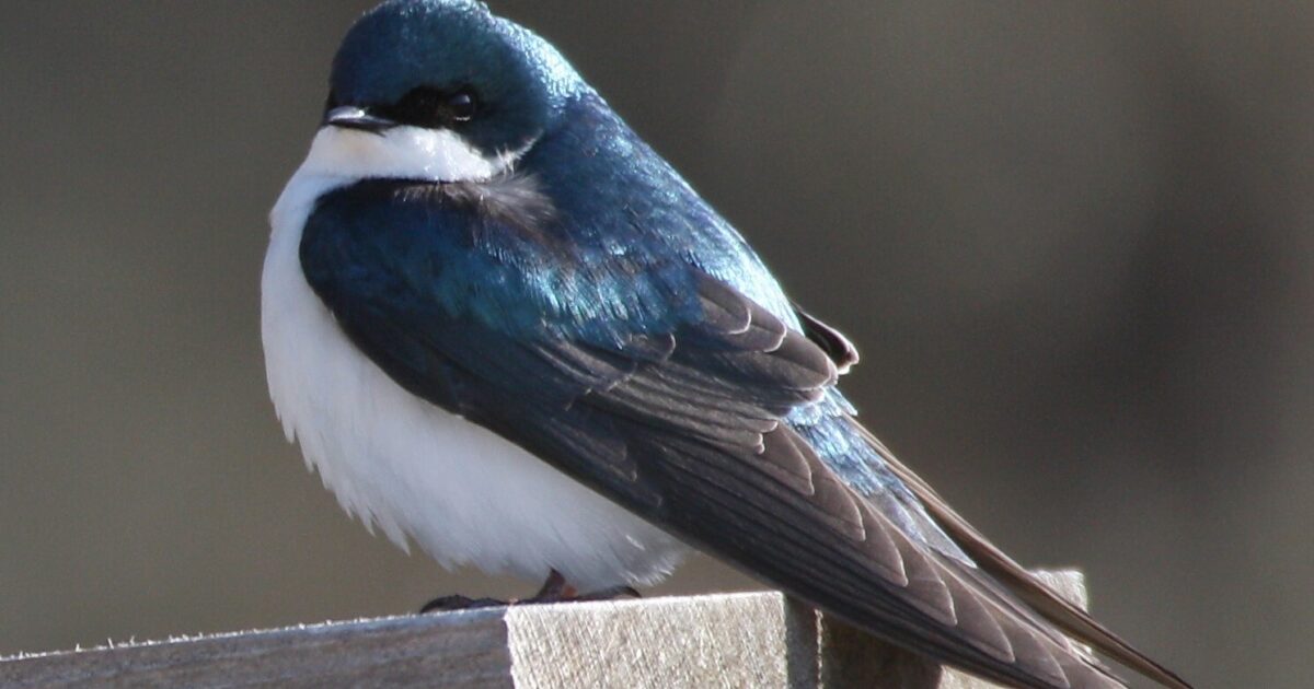 Nantucket Current | Current Nature: Celebrating Spring With Our Tree…