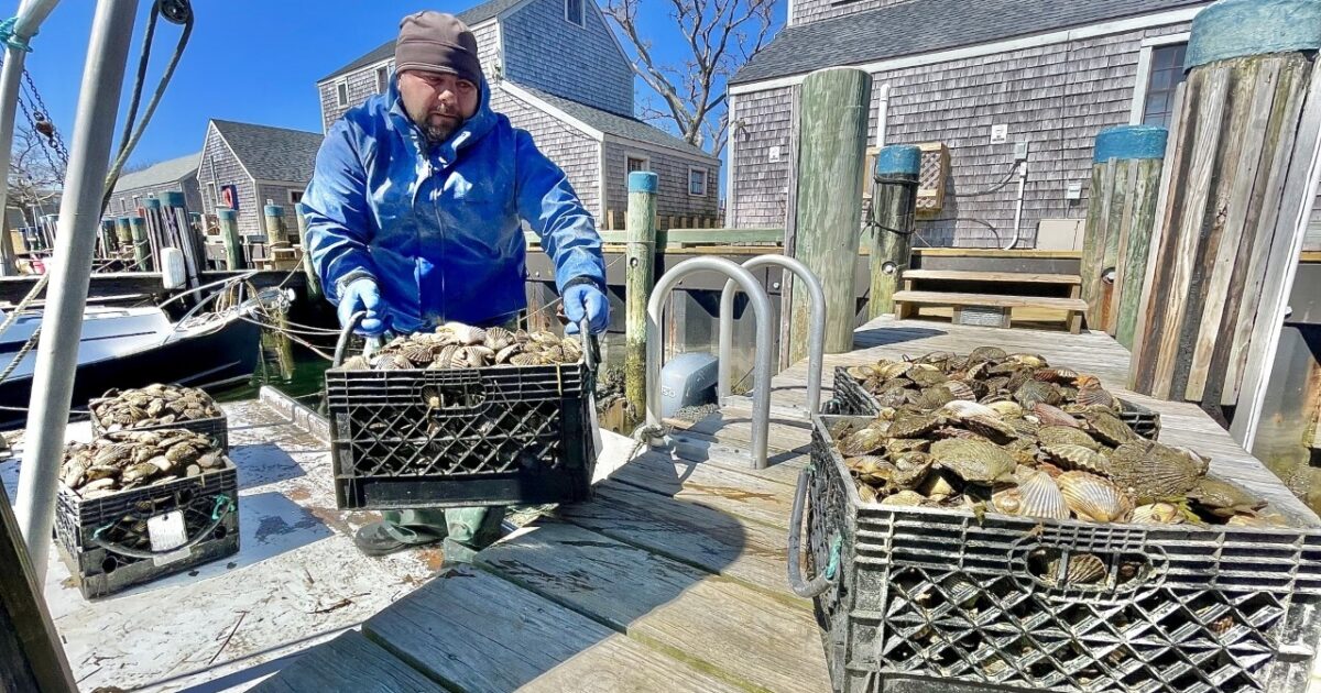 Nantucket Current | Nantucket Scallop Harvest Doubles Over Last Season