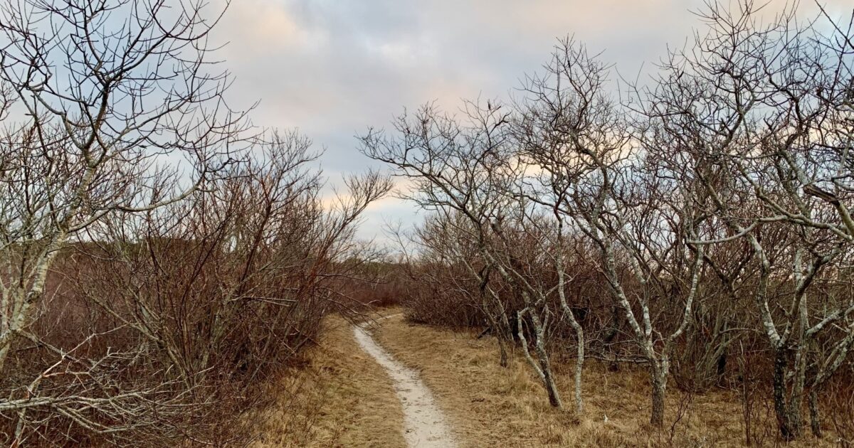 Nantucket Current | Current Nature: Survival Mode