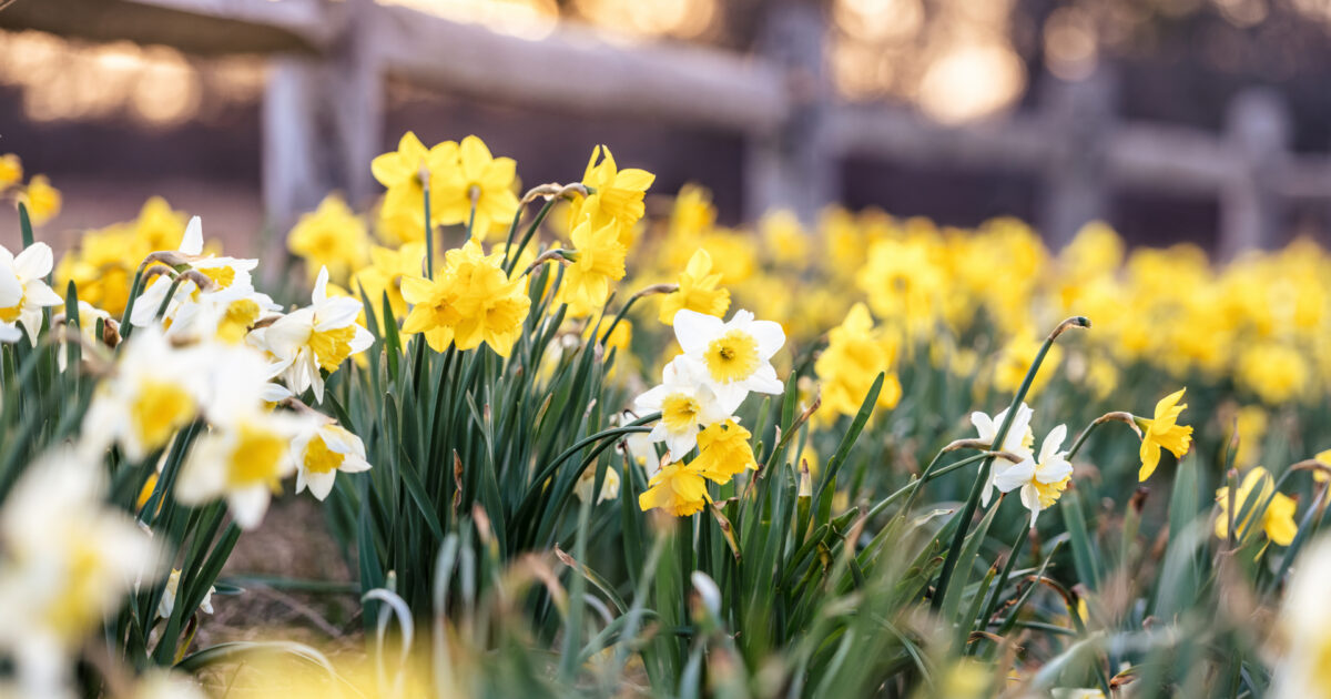 Nantucket Current | Current Nature: Daffodil Days