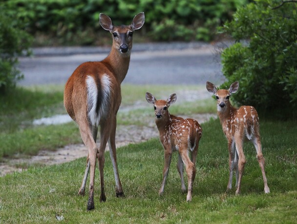 Nantucket Current | Record Deer Hunt On Nantucket During 2022 Season