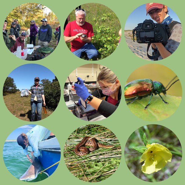 Nantucket Current | Current Nature: It Takes A Village - The…