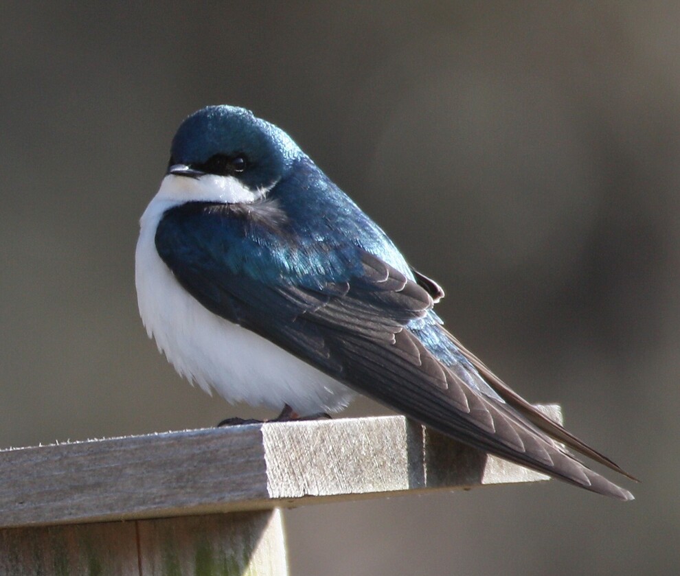 Nantucket Current | Current Nature: Celebrating Spring With Our Tree…