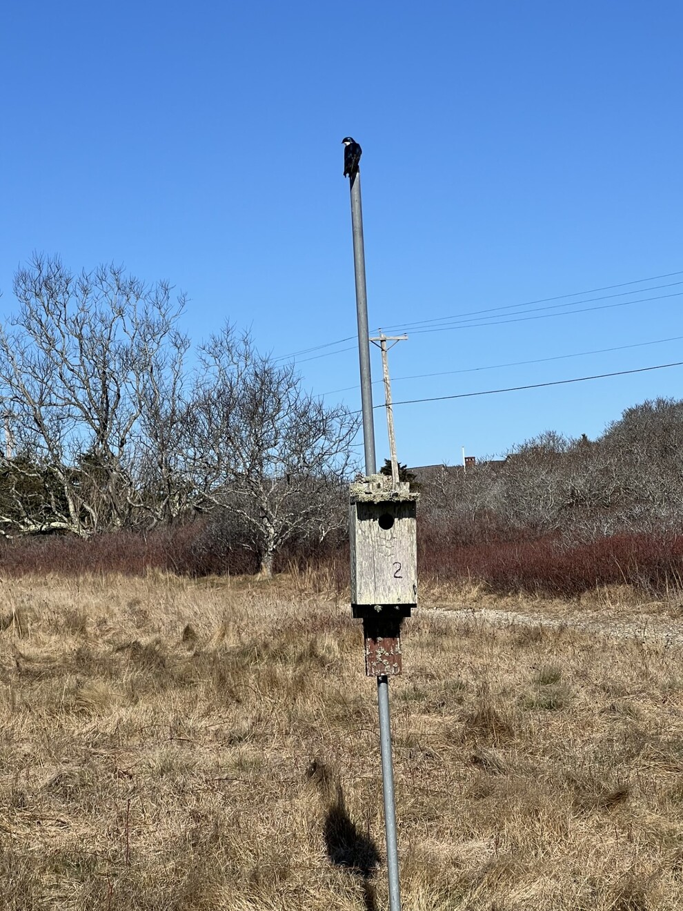 Nantucket Current | Current Nature: Celebrating Spring With Our Tree…