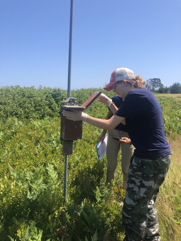 Nantucket Current | Current Nature: Celebrating Spring With Our Tree…