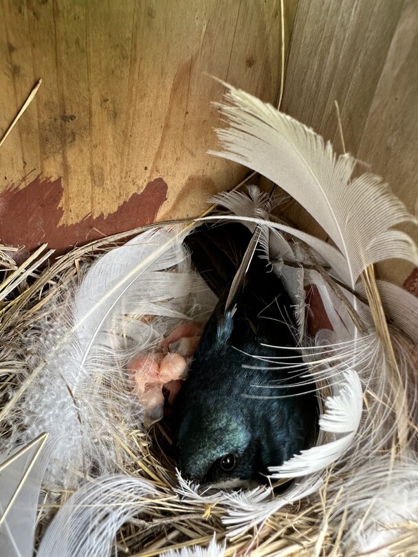 Nantucket Current | Current Nature: Celebrating Spring With Our Tree…