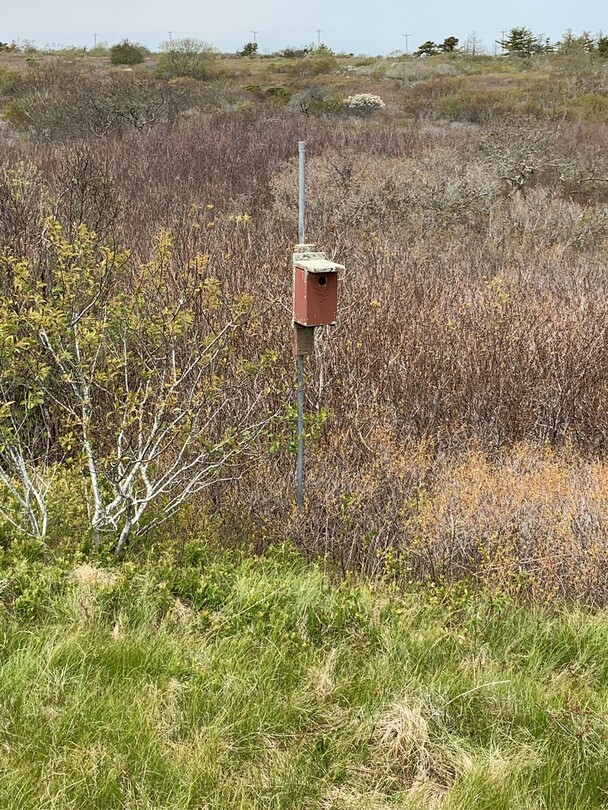 Nantucket Current | Current Nature: Celebrating Spring With Our Tree…