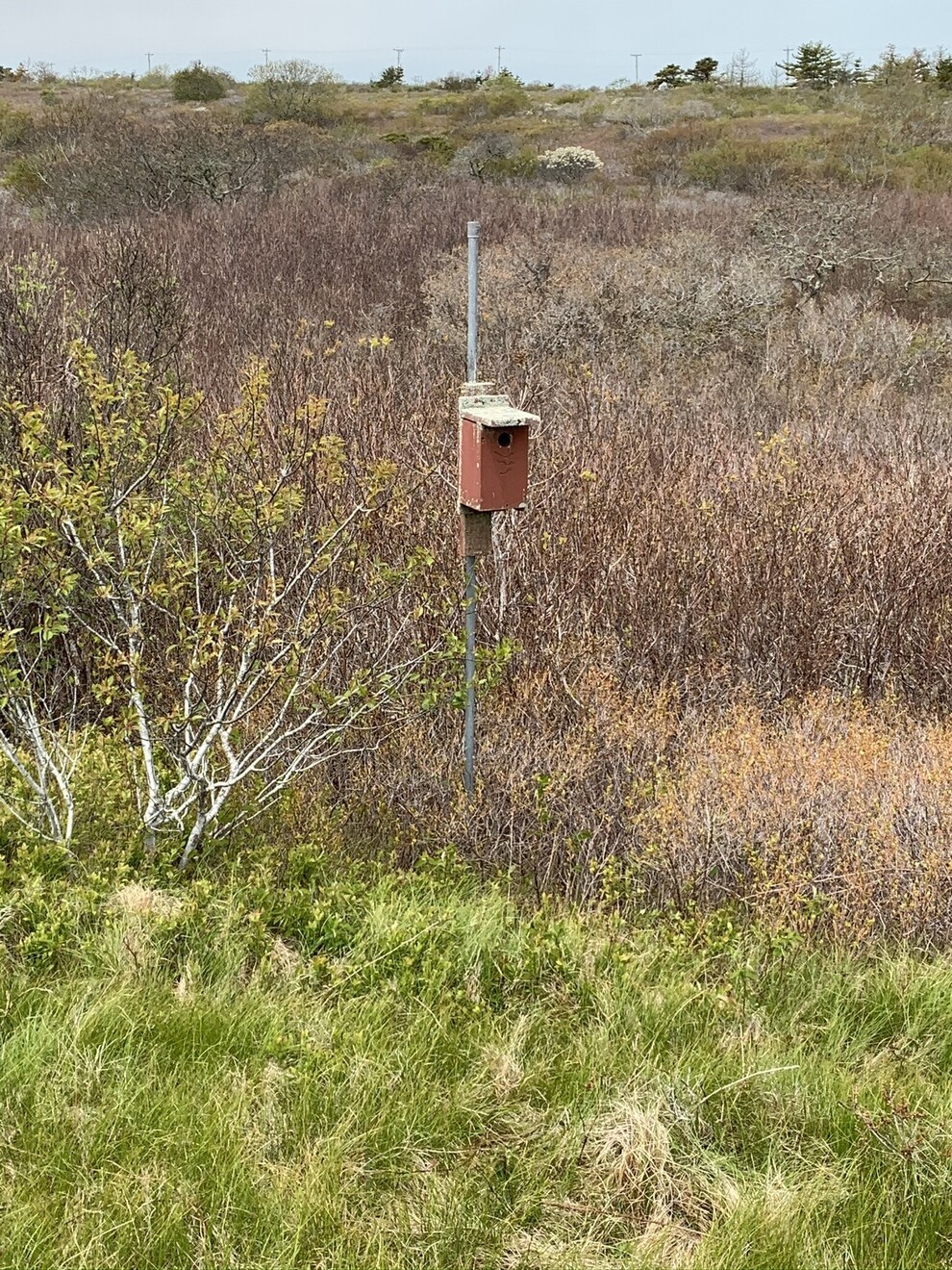 Nantucket Current | Current Nature: Celebrating Spring With Our Tree…