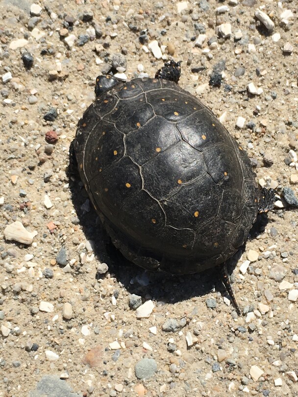 Nantucket Current | Current Nature: Make Way For Turtles